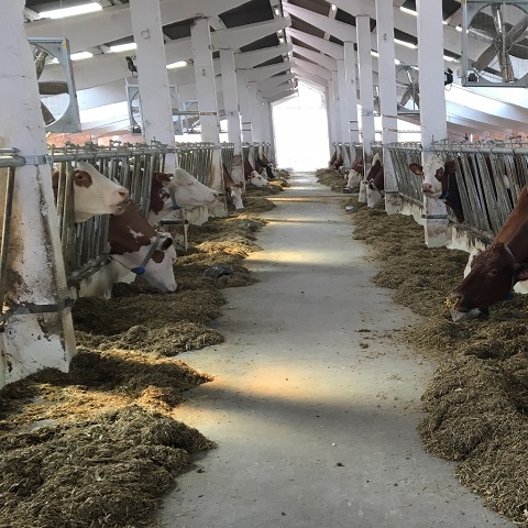 Ferma Tera Moiad - Ikon Ideea